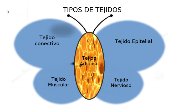 Collaje Tejidos Del Cuerpo | PDF