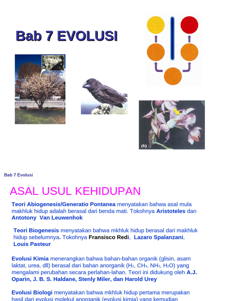 Bab 7 PPT EVOLUSI | PDF