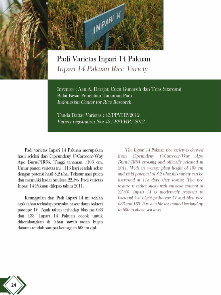 56 Padi Varietas Inpari 14 Pakuan | PDF