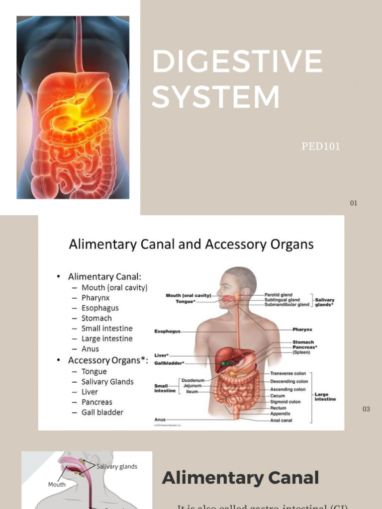 Alimentary Canal | PDF
