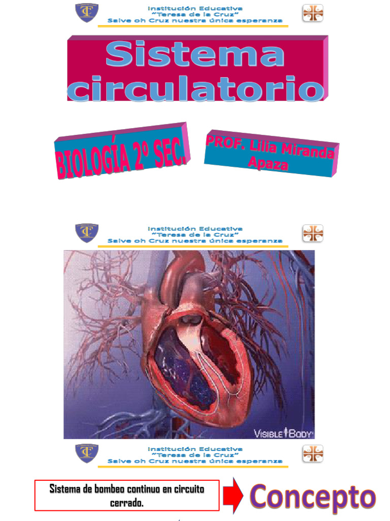 Sistema Circulatorio | PDF | Ventrículo (corazón) | Corazón