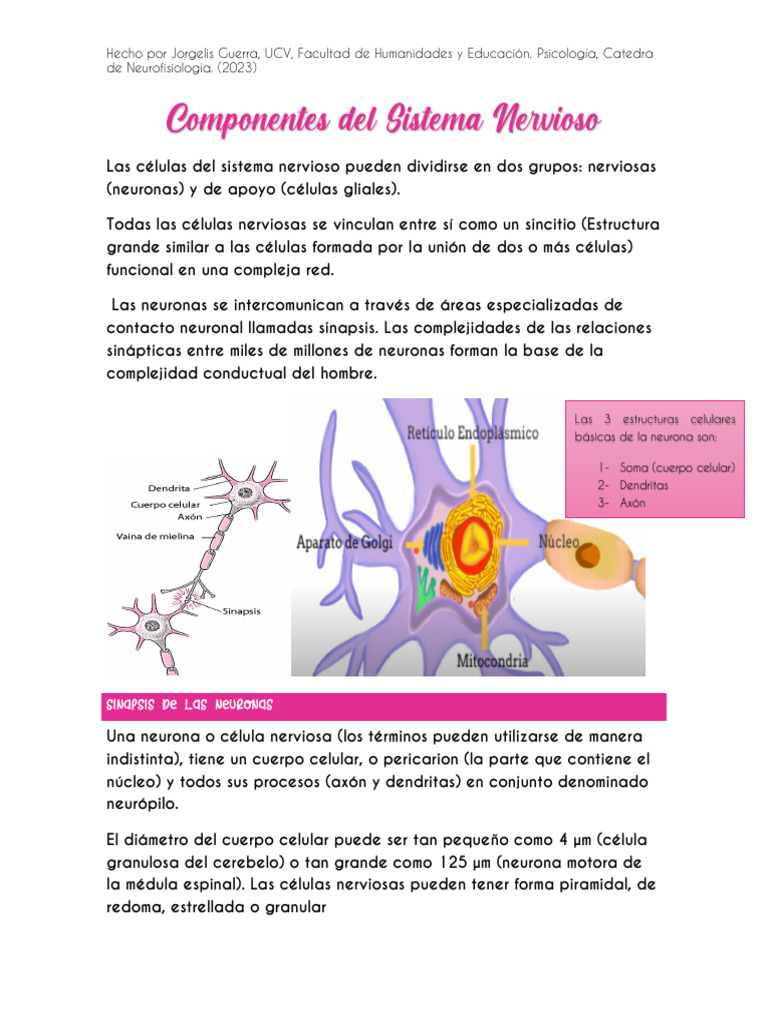 Resumen sobre neuronas granulares | PDF | Neurona | Axon