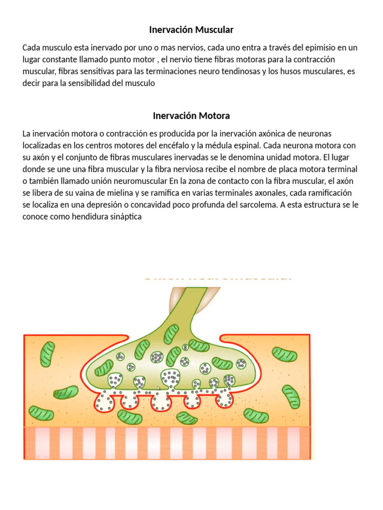 Inervación Muscular: Motor y Sensorial | PDF | Unión neuromuscular ...