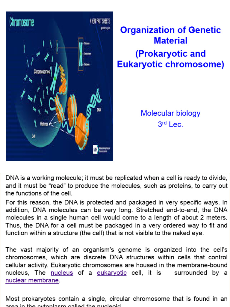 Prokaryotic vs Eukaryotic Genome Structure | PDF | Histone | Dna