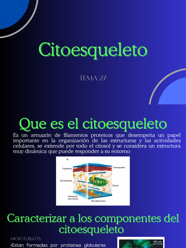 Estructura y Función del Citoesqueleto | PDF | Microtúbulos | Citoesqueleto