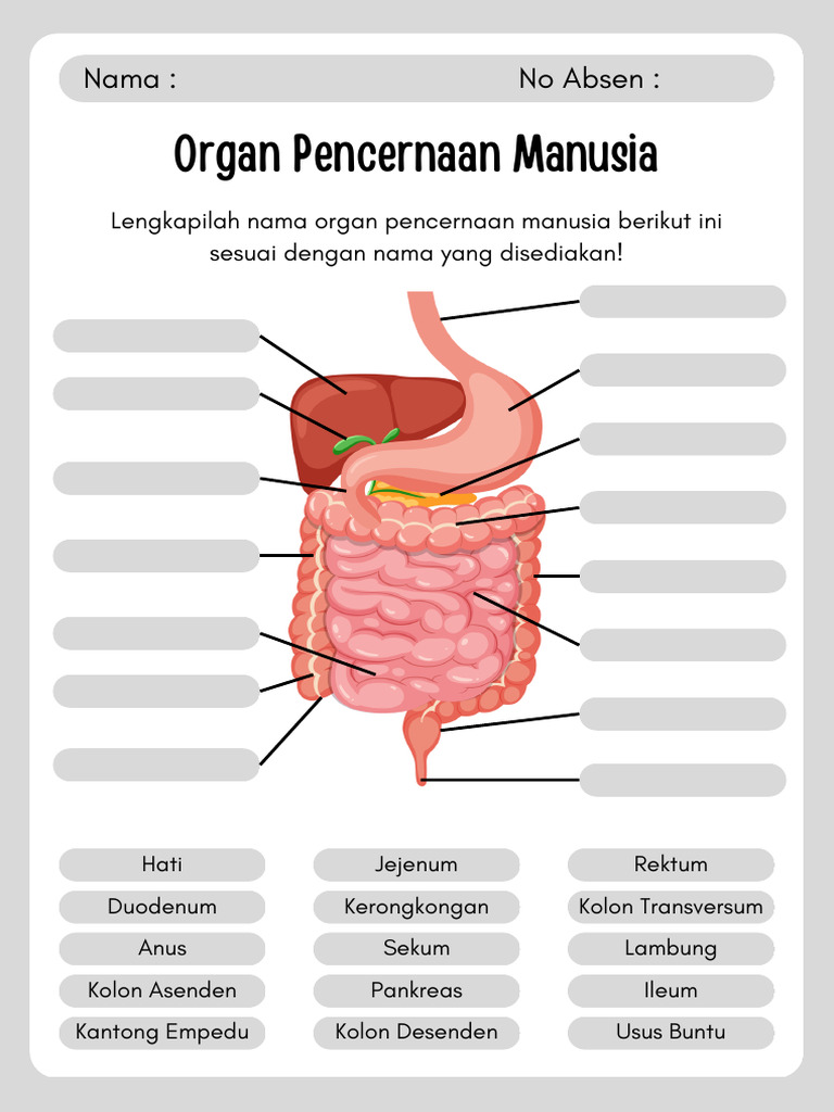 LKPD Sistem Pencernaan IPAS Kls 5 | PDF