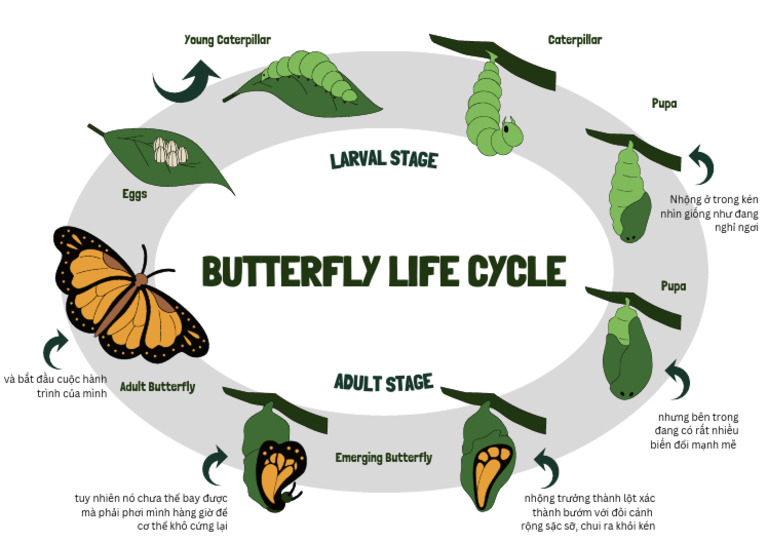 Life Cycle of A Butterfly Science Poster in Green Flat Graphic Style | PDF