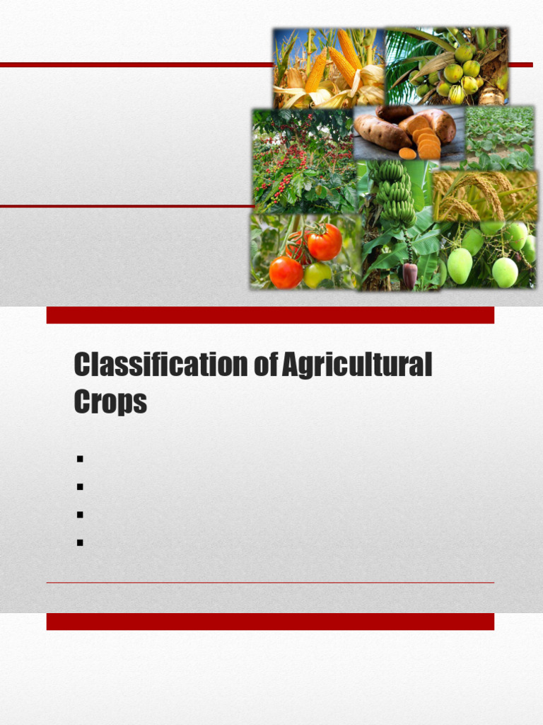 Classification of Agricultural Crops | PDF | Crops | Plants