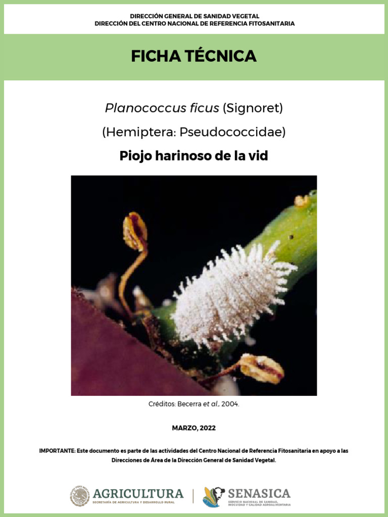 Ficha T Cnica Piojo Harinoso de La Vid Planococcus Ficus 2022 | PDF | Crisálida | Hormiga