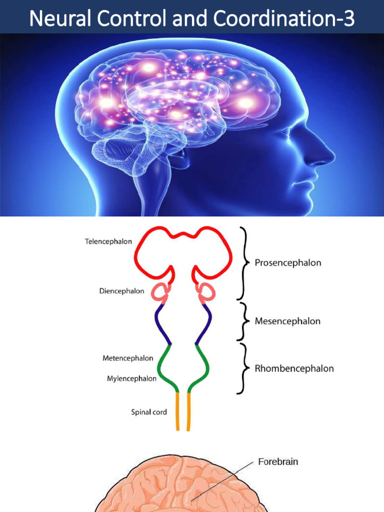 Neural Control and Coordination-3-1 | PDF | Spinal Cord | Motor Neuron