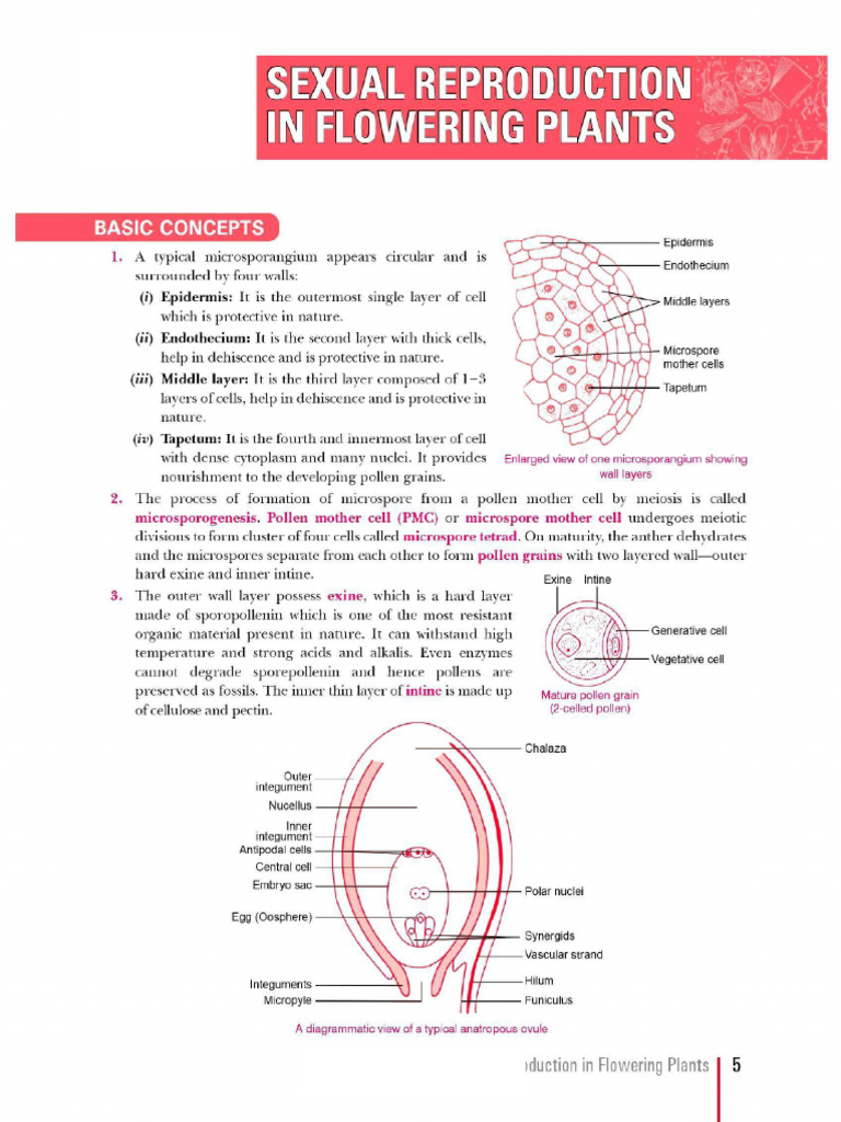 Sexual Reproduction in Flowering Plants MCQ | PDF