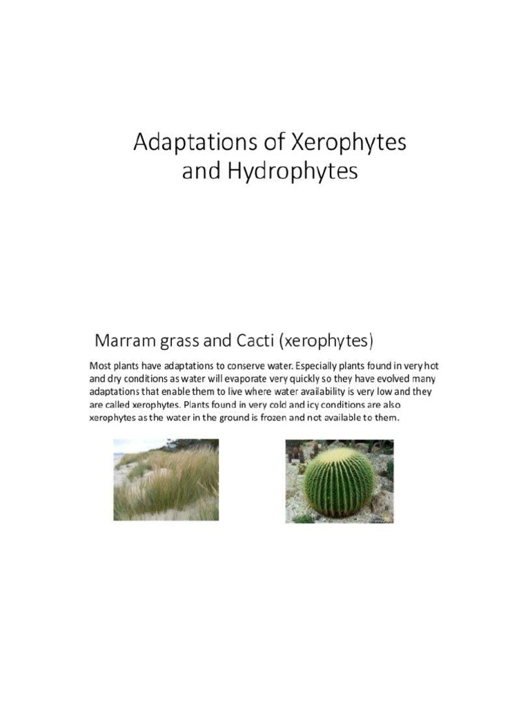 Adaptations in Hydrophytes and Xerophytes | PDF | Leaf | Plants
