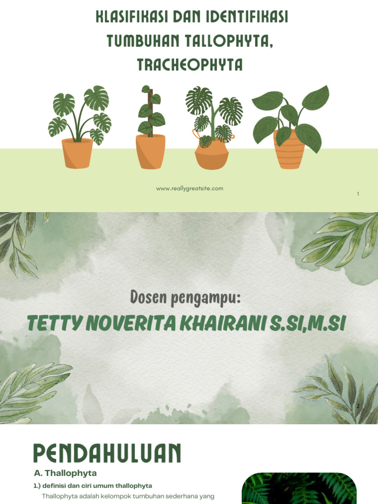 Klasifikasi Dan Identifikasi Tumbuhan Thallophyta Dan Tracheophyta | PDF