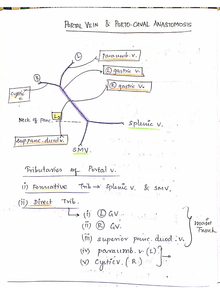 Portal vein and Porto caval anastomosis | PDF