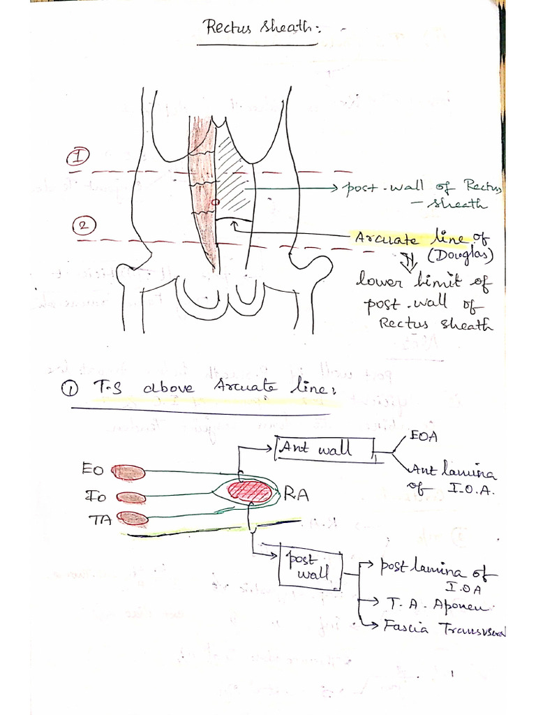 Rectus Sheath, TL Fascia, Spermatic Cordcontent of Ing Canal | PDF