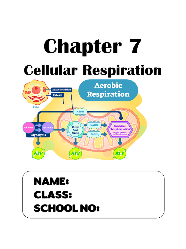 KSSM Biology Form 4 Chapter 7: Cellular Respiration | PDF | Cellular ...