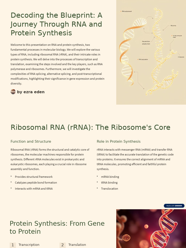 Decoding The Blueprint A Journey Through RNA and Protein Synthesis | PDF | Messenger Rna | Rna
