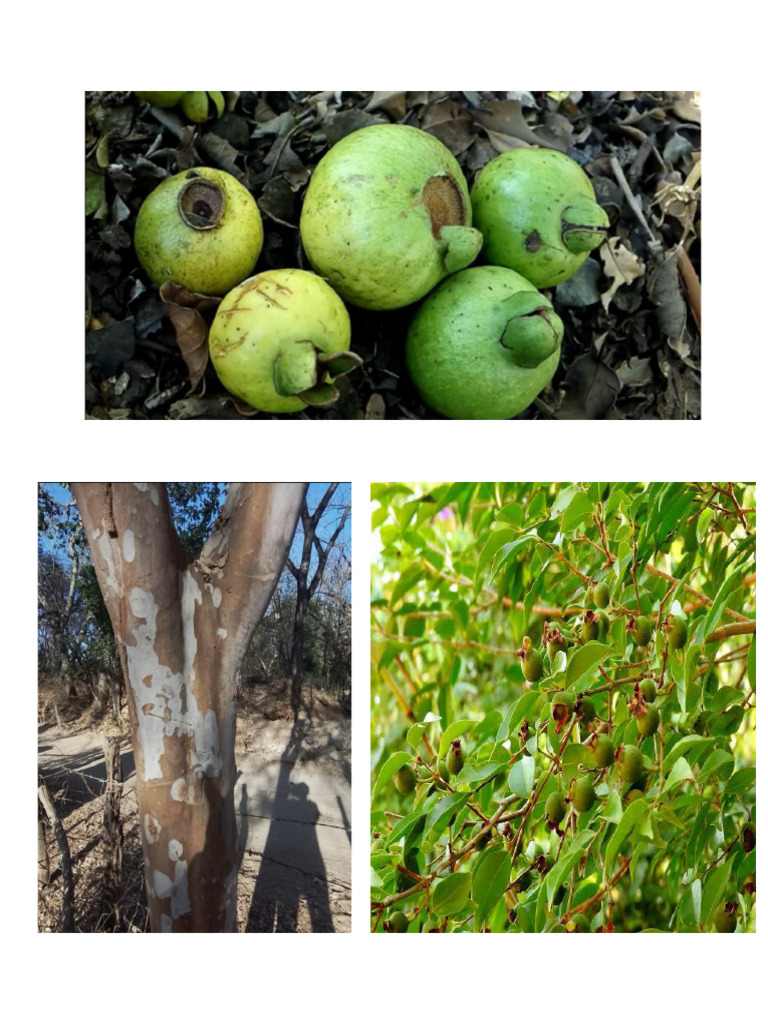 Guayabo Arrayan | PDF