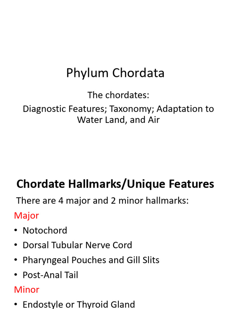 Week 7 - Thur Apr 21 - BIO 004 - Phylum Chordata | PDF | Vertebrates ...