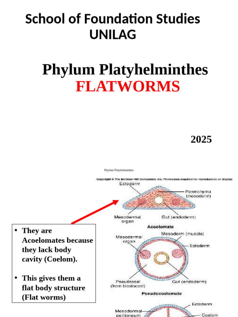 Phylum Platyhelminthes Revised V | PDF | Zoology | Biology
