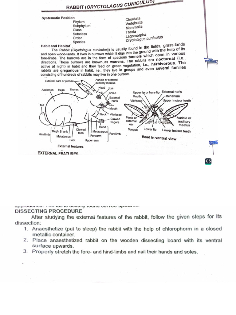 Animal Form and Function 2 Experiment 2 | PDF