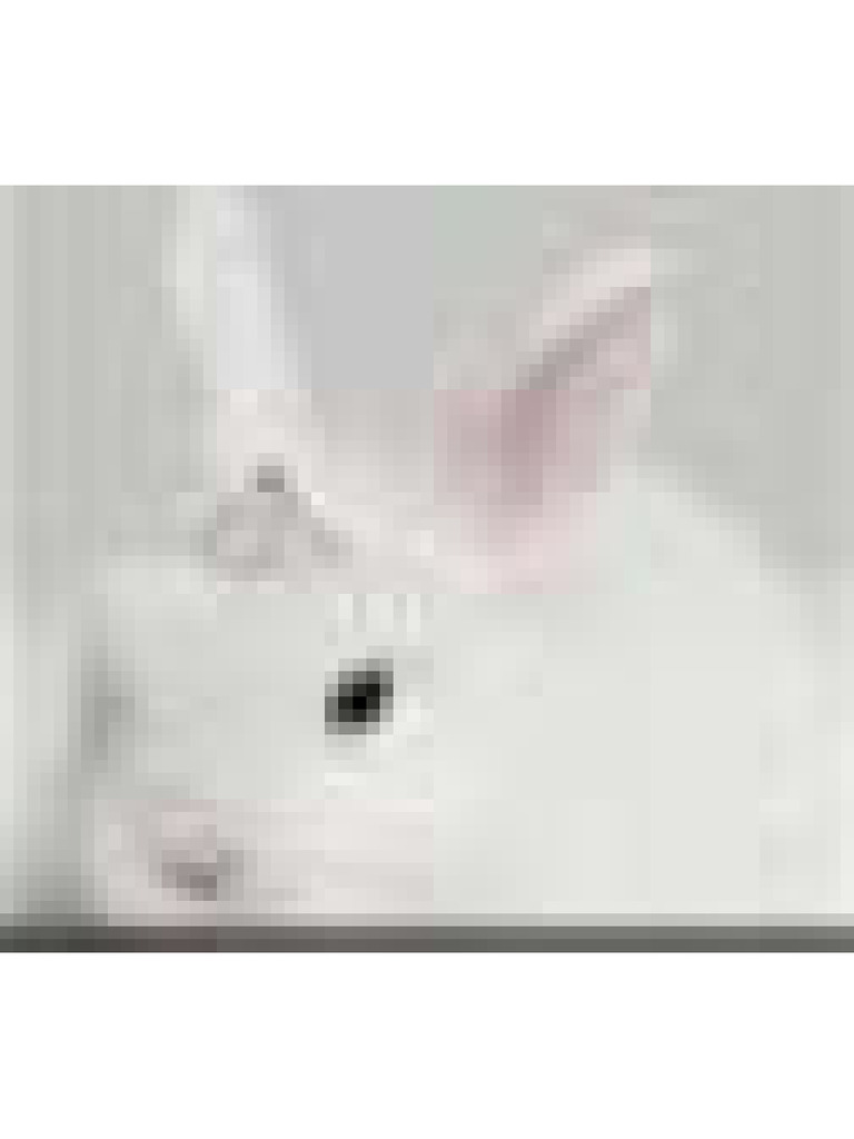 Rabbit Cute | PDF