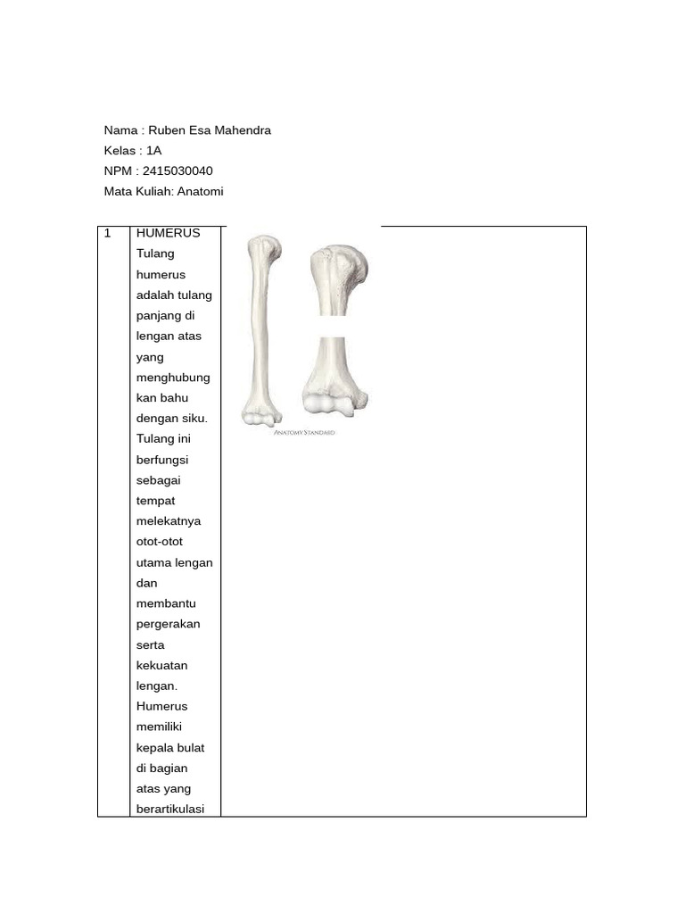 Anatomi Tugas Tulang | PDF