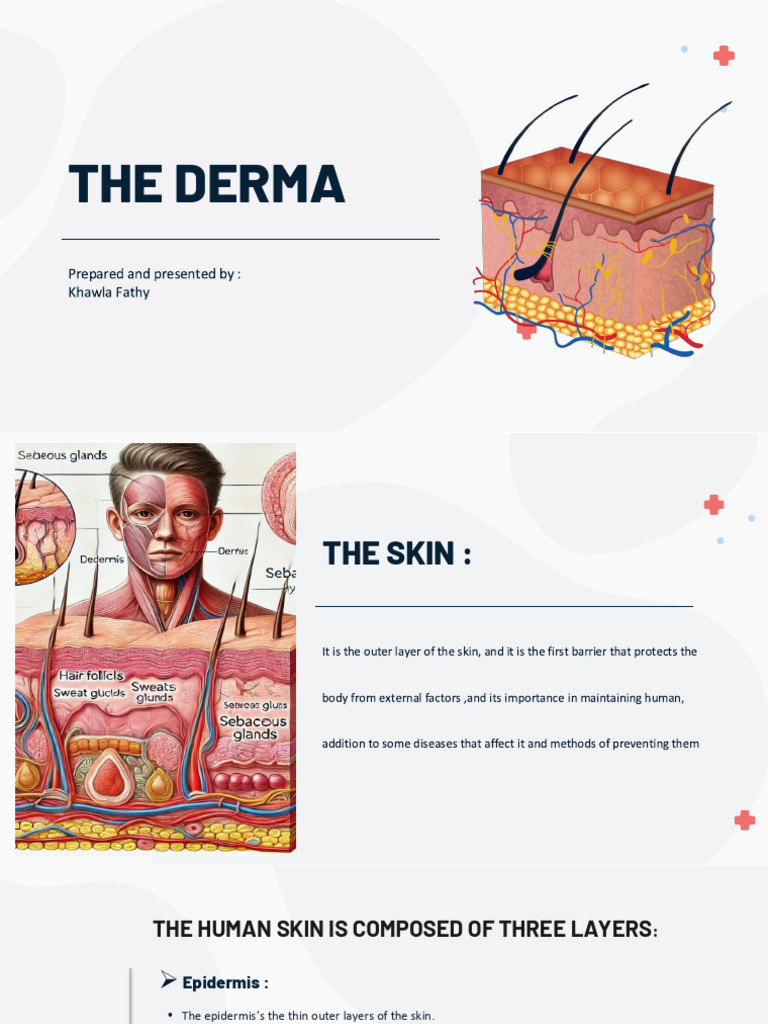 Skin | PDF