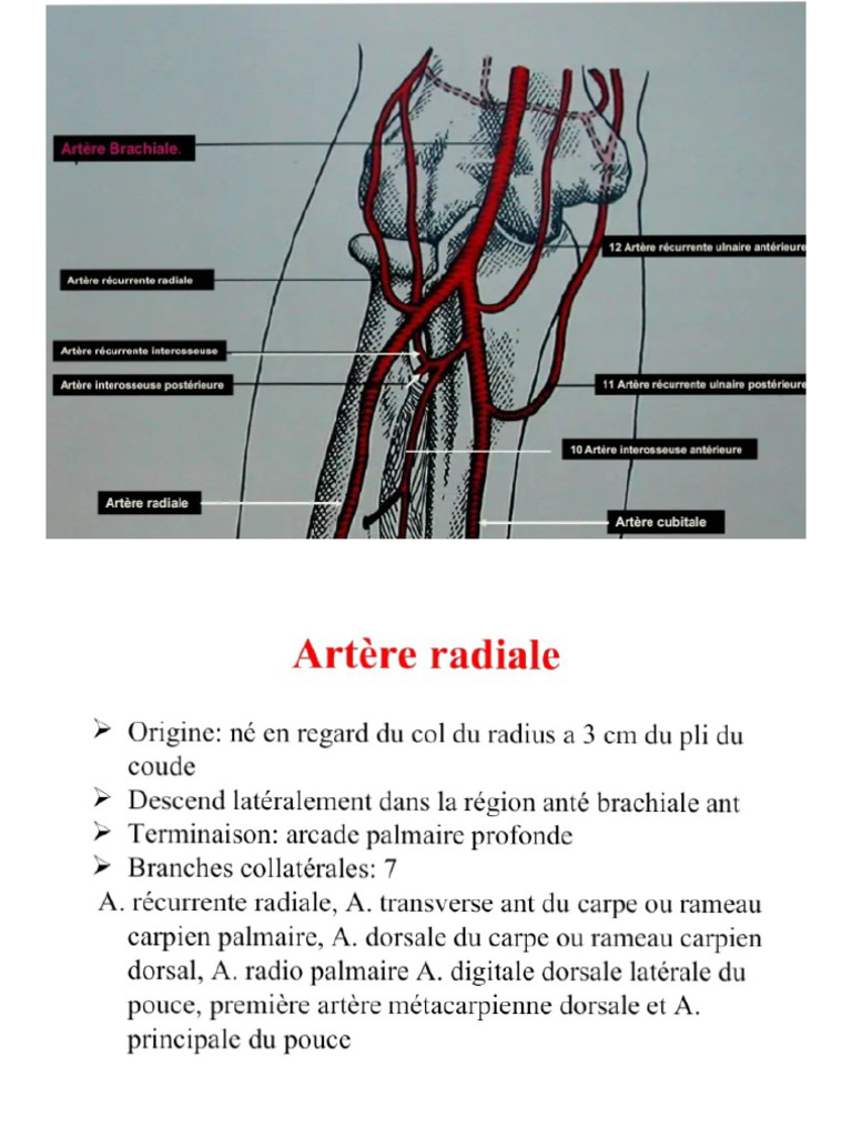 Artères Et Veines Du MS | PDF