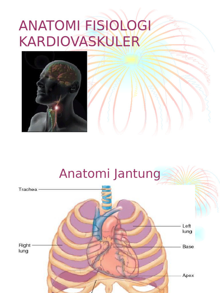 Anatomi Kardiovaskuler | PDF