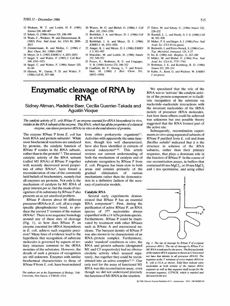 Enzymatic Cleavage of RNA by RNA - Tibs | PDF | Rna | Gene