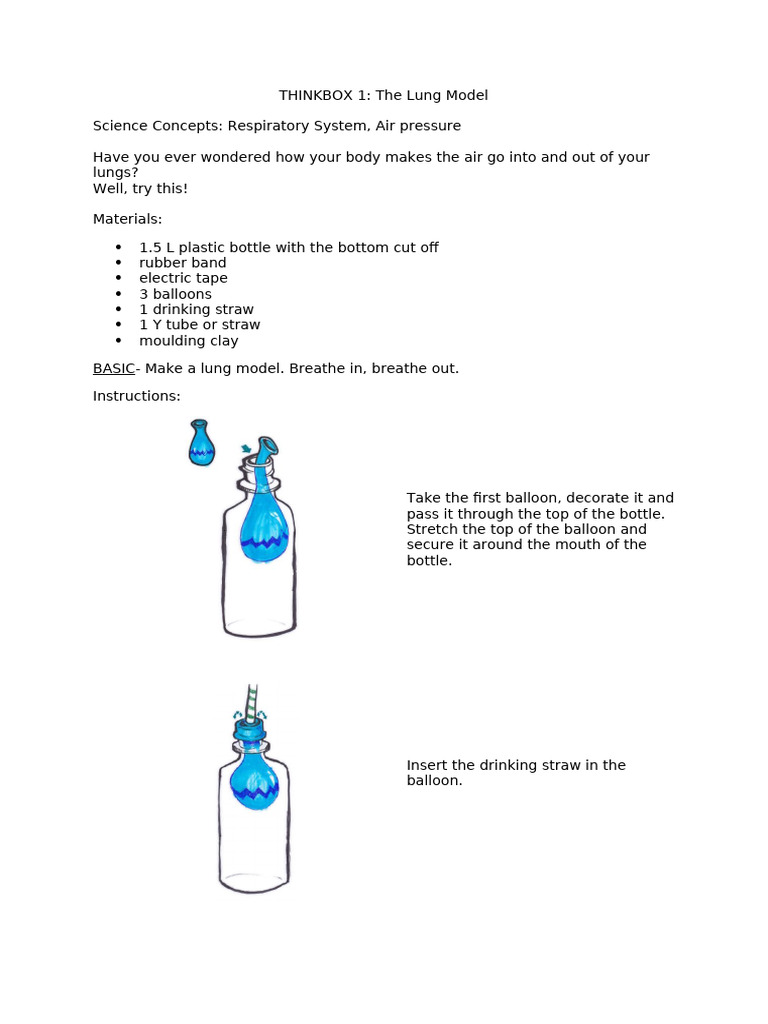 Lung Model Using Balloons and Bottle | PDF | Balloon