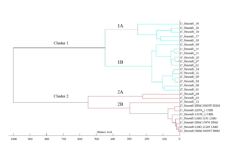 Citrobacter Dendrogram Ver PDF | PDF