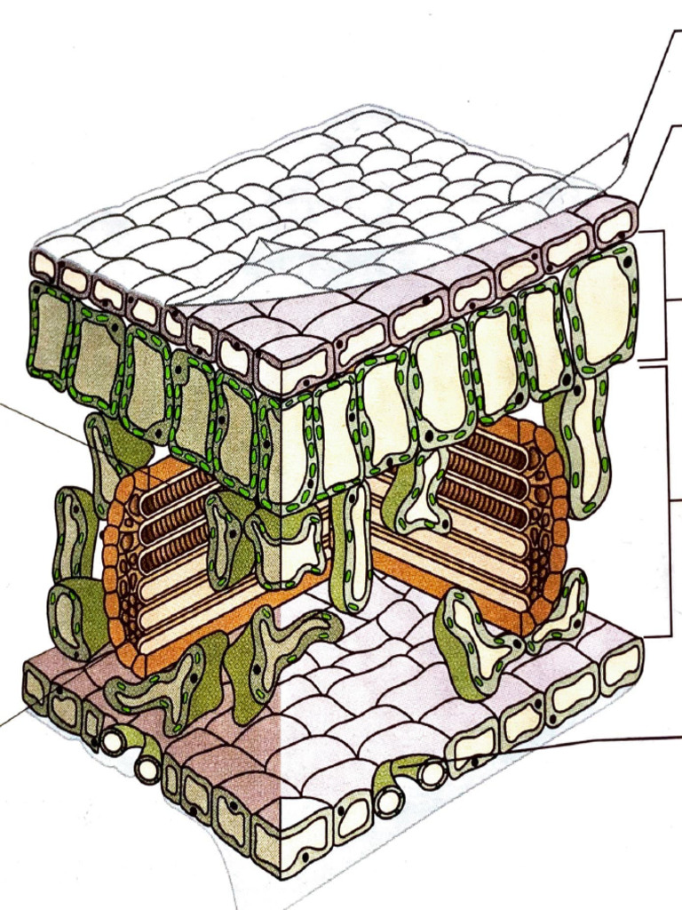 Leaf_structure_label | PDF