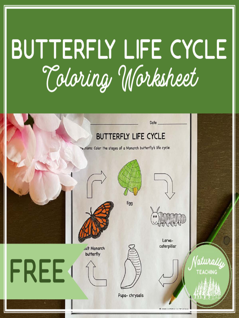 Monarch Butterfly Life Cycle Worksheet | PDF | Butterfly | Pupa