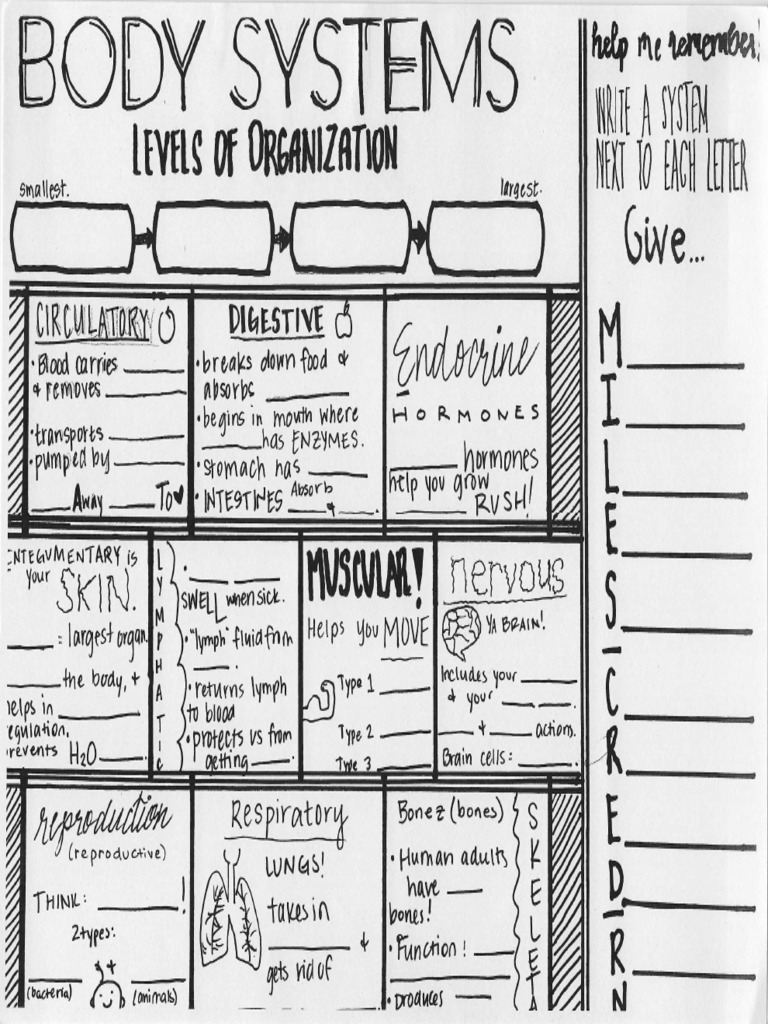 HumanBodySystemsLevelsofOrganizationSKETCHNOTESScienceColoring-1 | PDF