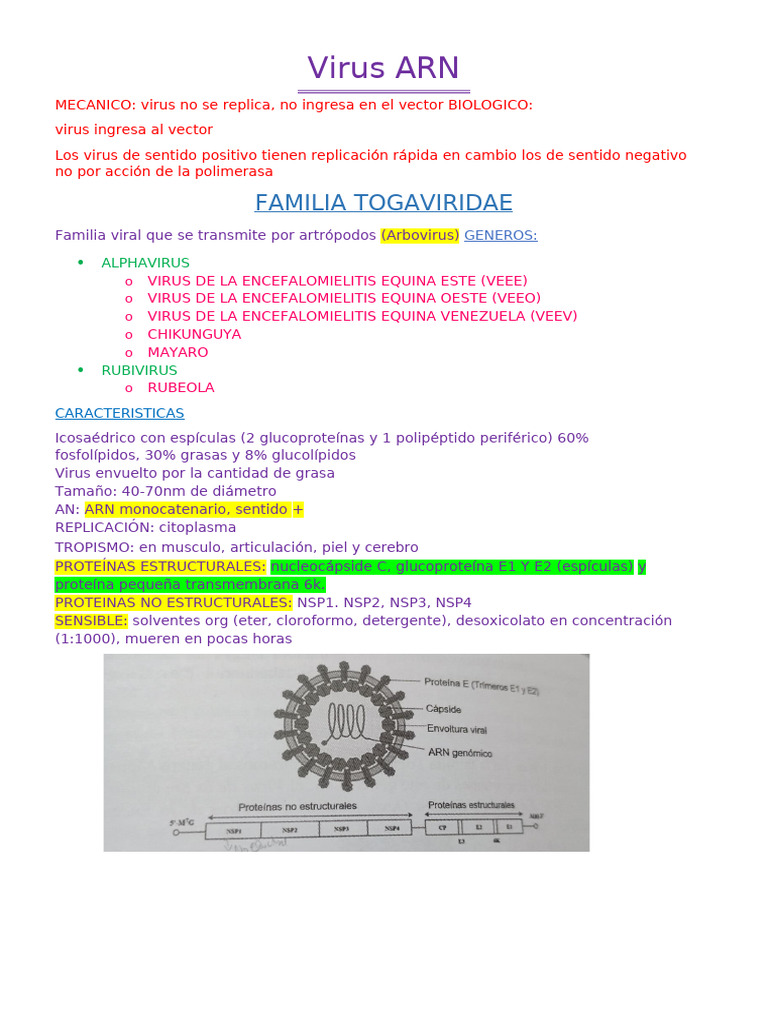 Virus Arn | PDF | Influenza | Virus