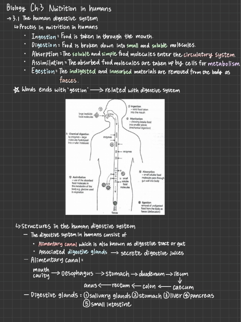 Human Digestive System Overview | PDF | Digestion | Human Digestive System