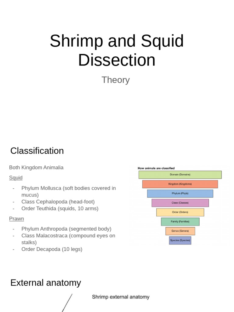 Shrimp and Squid Dissection | PDF | Anatomy | Circulatory System