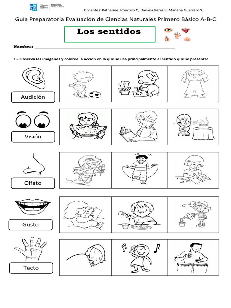 Guía Los Sentidos 1° Basico | PDF