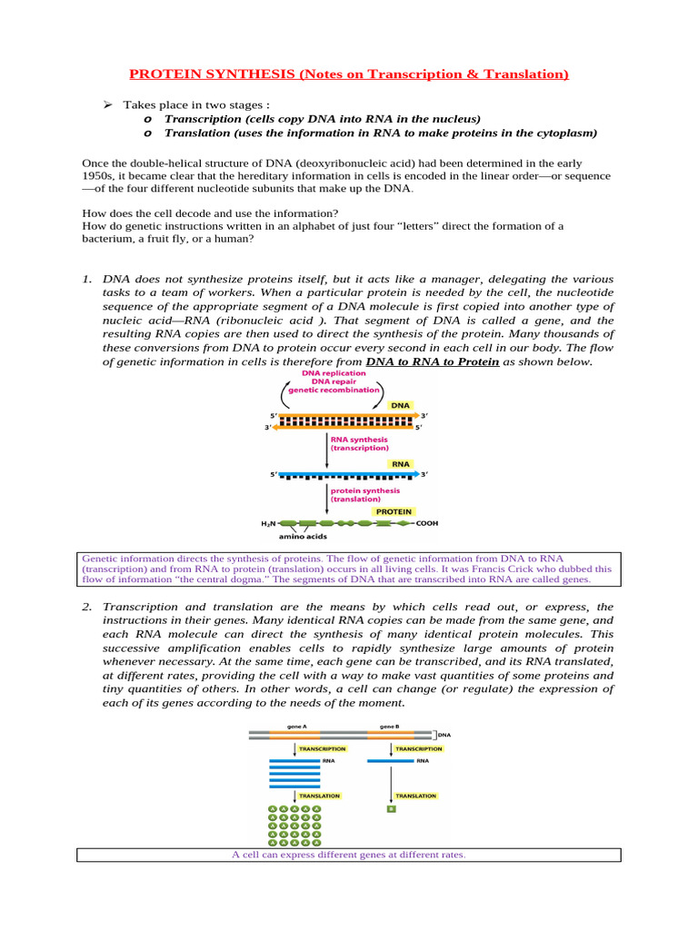 Understanding Protein Synthesis: Transcription & Translation | PDF ...