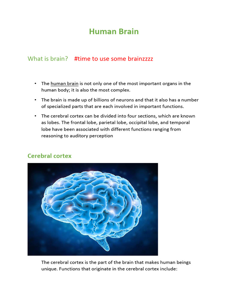 Overview of Human Brain Functions | PDF | Central Nervous System | Neuron