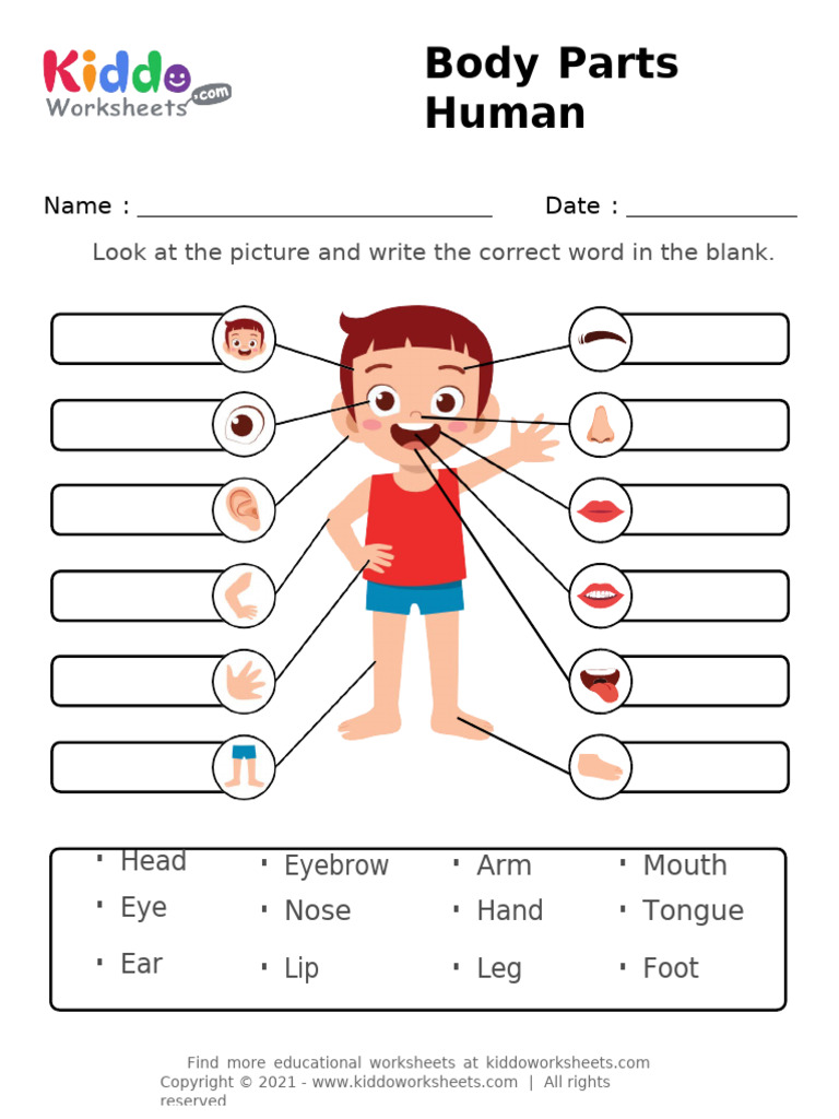 Label The Body Parts of Human | PDF