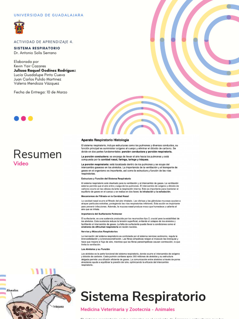 Sistema Respiratorio Medicina Veterinaria y Zootecnia | PDF | Pulmón ...