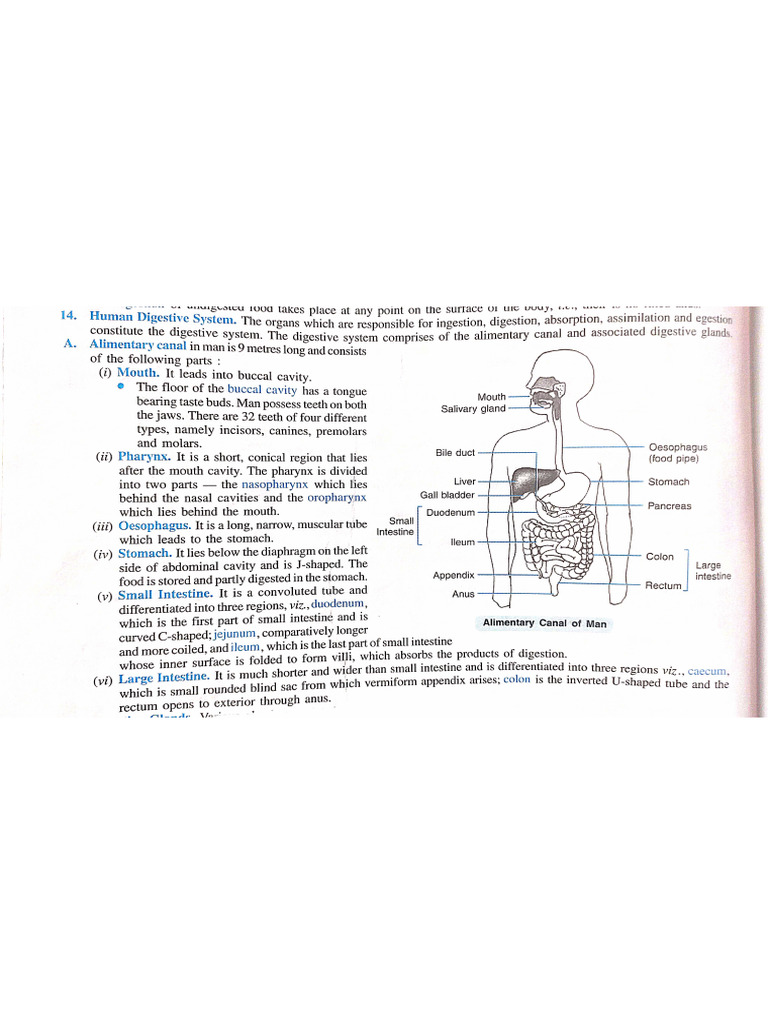 Notes - Human Digestive System and Respiration X | PDF