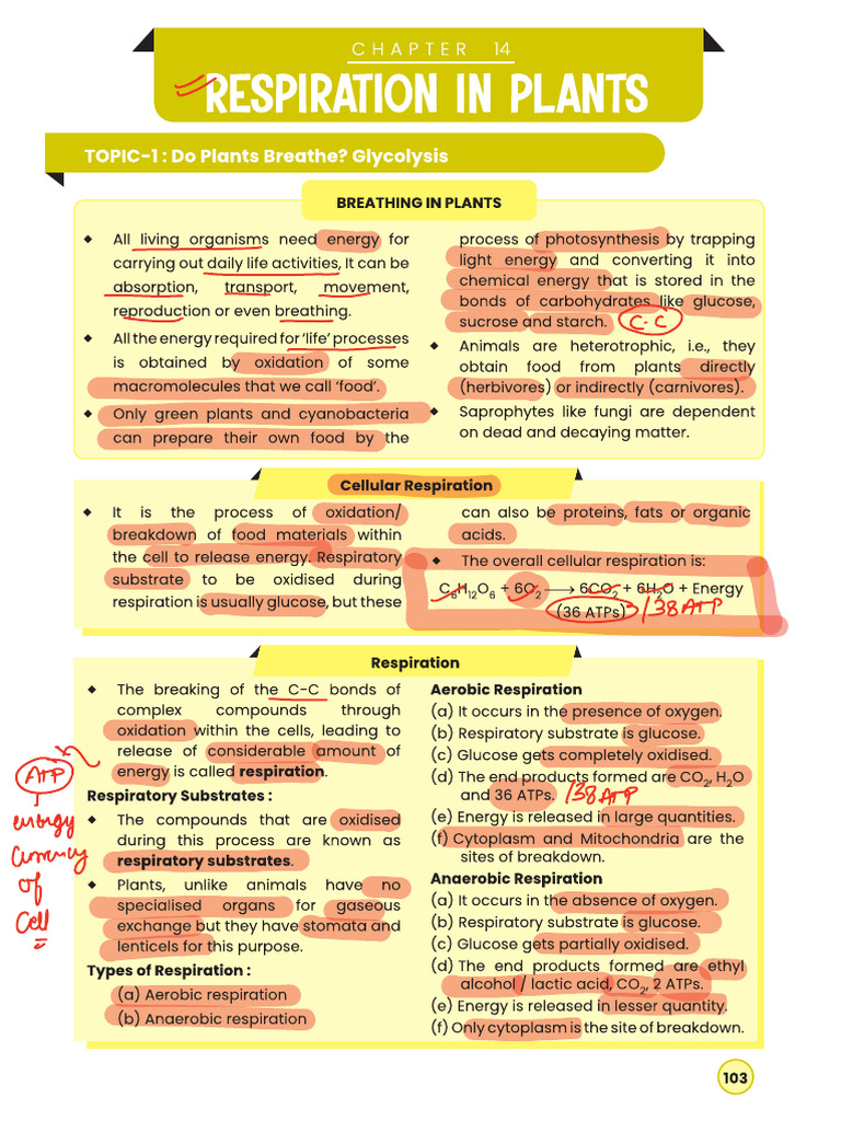 Respiration in Plants | PDF | Glycolysis | Biological Processes