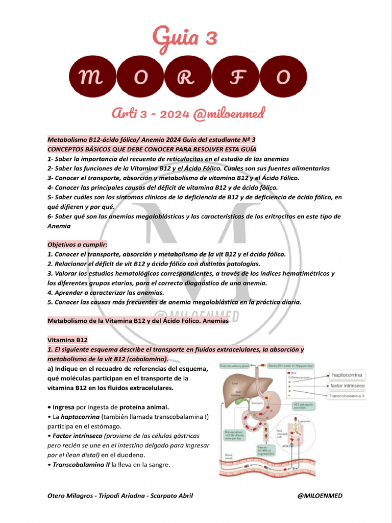 Guia 3 Morfo - Arti Ii | PDF