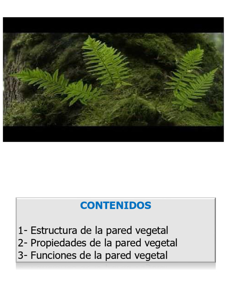 Estructura y funciones de la pared celular vegetal | PDF | Polisacárido ...