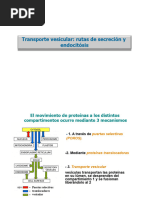 Tipos y Funciones del Transporte Vesicular | PDF | Biología de membrana ...