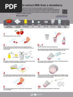 Strawberry DNA Extraction Guide | PDF | Cell (Biology) | Dna